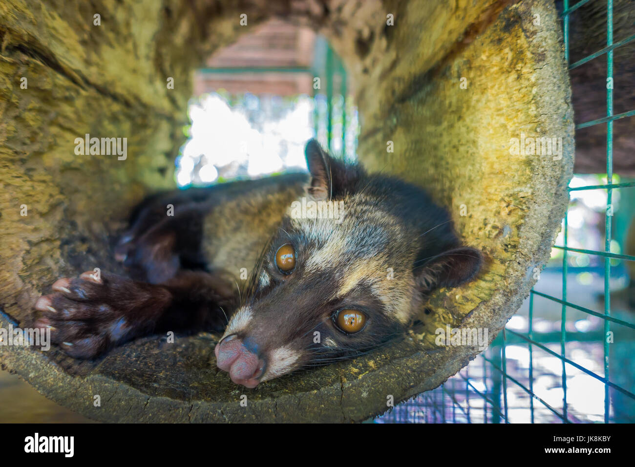 Asianpalmcivet hi-res stock photography and images - Alamy