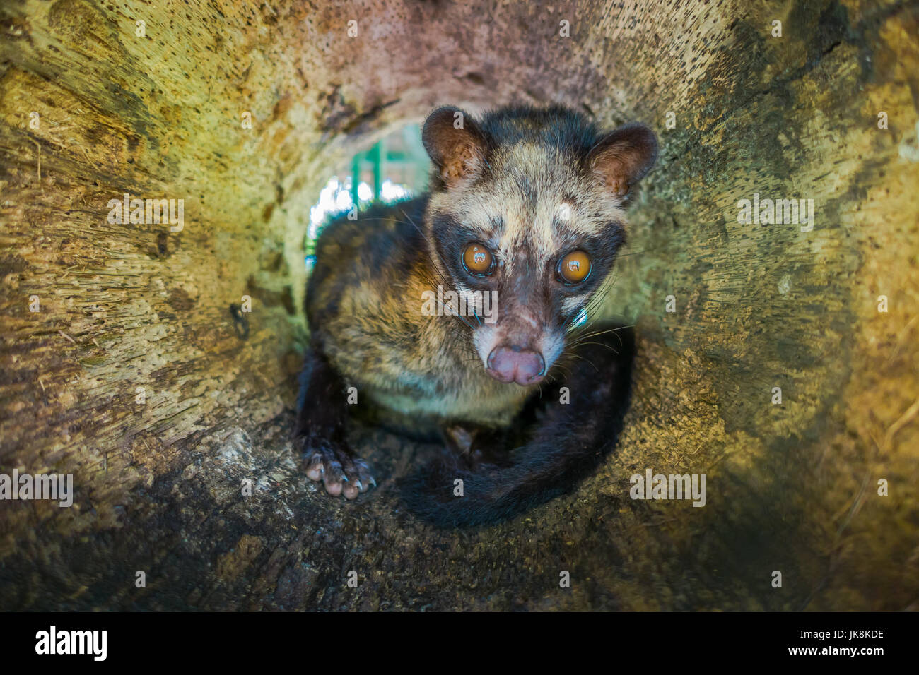 The animal, used for the production of expensive most gourmet coffee ...