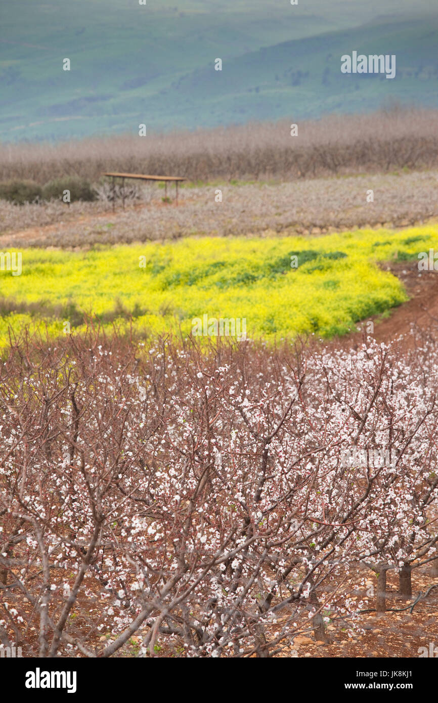 Israel, Upper Galilee, Rosh Pina, fruit trees, early spring Stock Photo ...