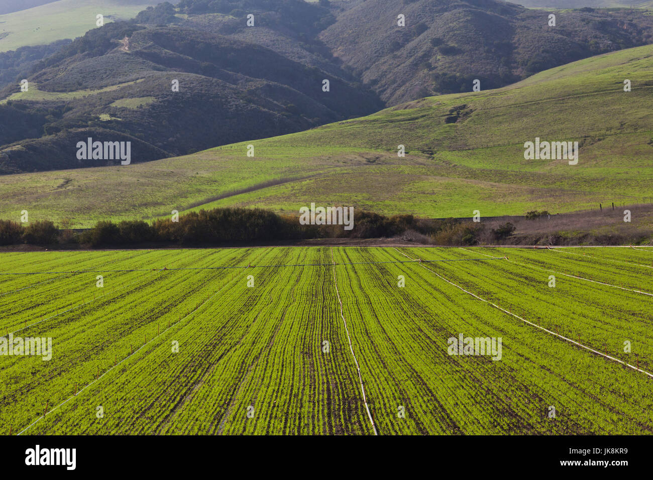 USA, California, Southern California, Guadalupe, farm field Stock Photo ...