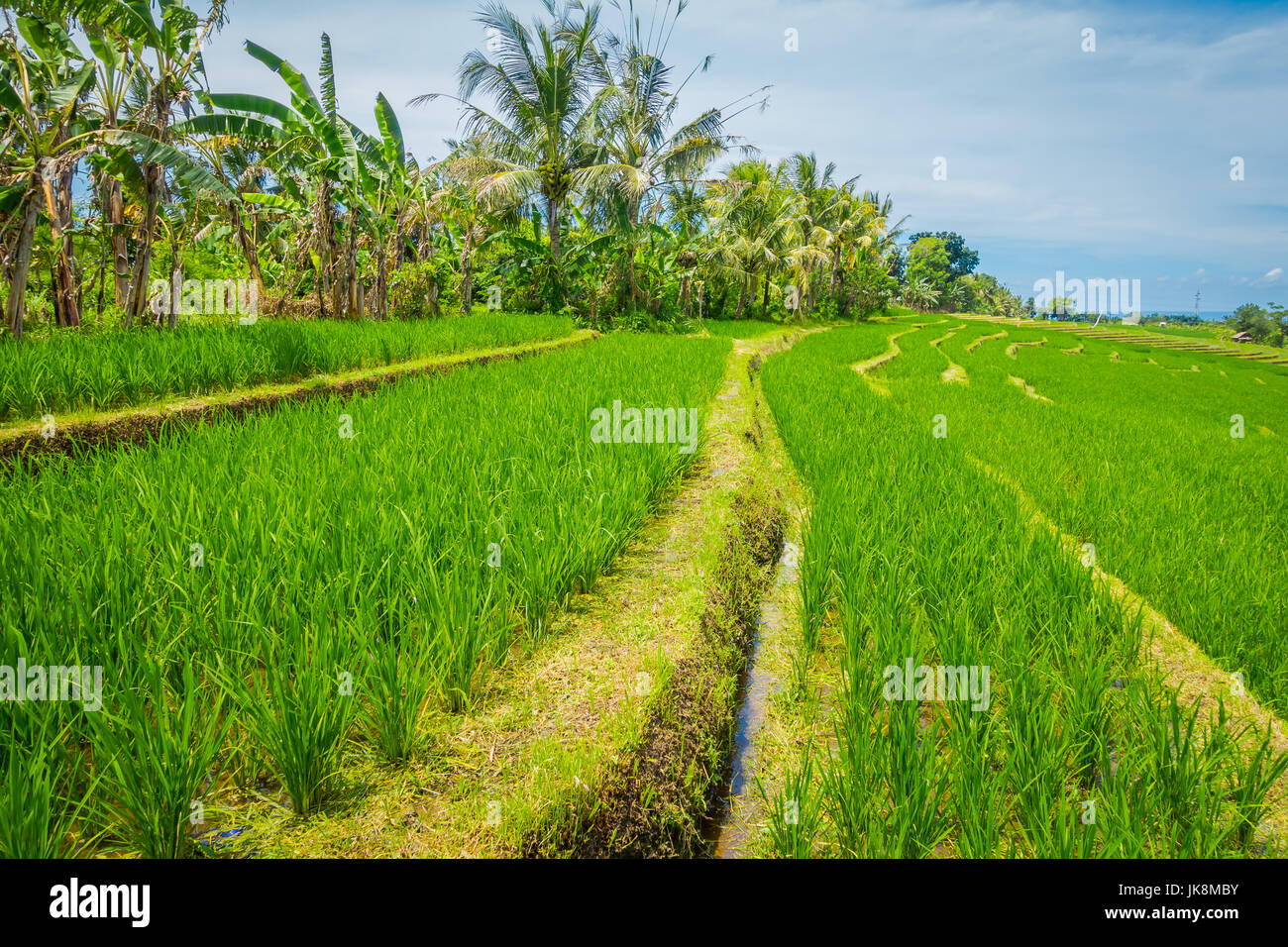 Asianrice hi-res stock photography and images - Alamy