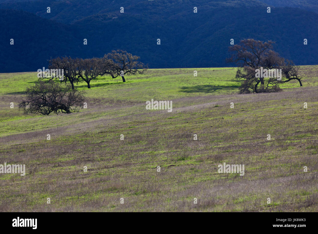 USA, California, Southern California, Santa Ynez, Santa Barbara Wine ...