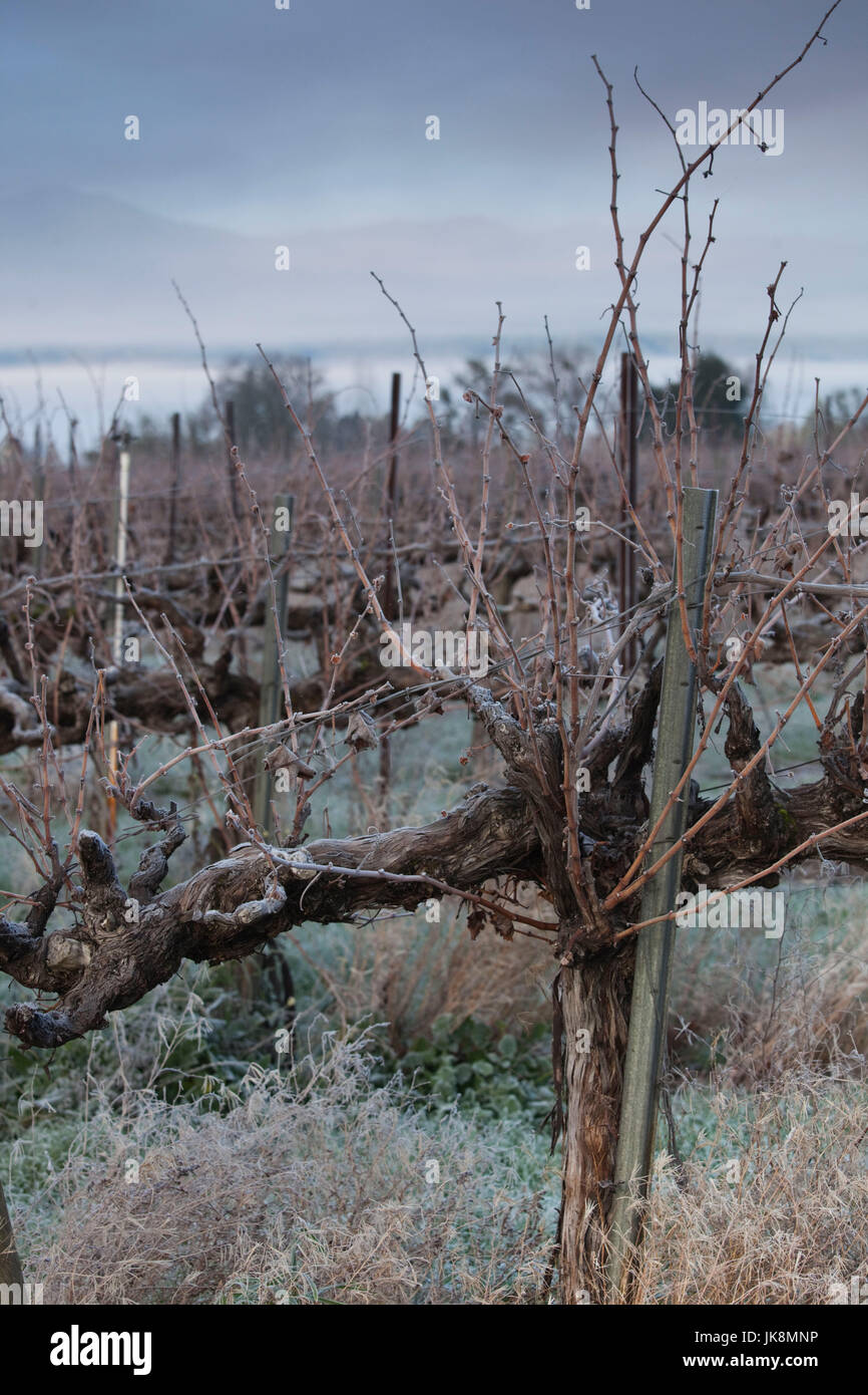 California vineyards mist hi-res stock photography and images - Alamy