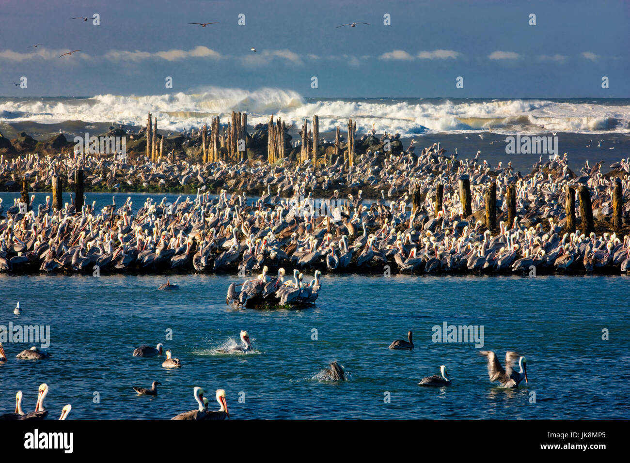 Brown Pelicans (Pelecanus occidentalis). Mouth of Coquille River ...