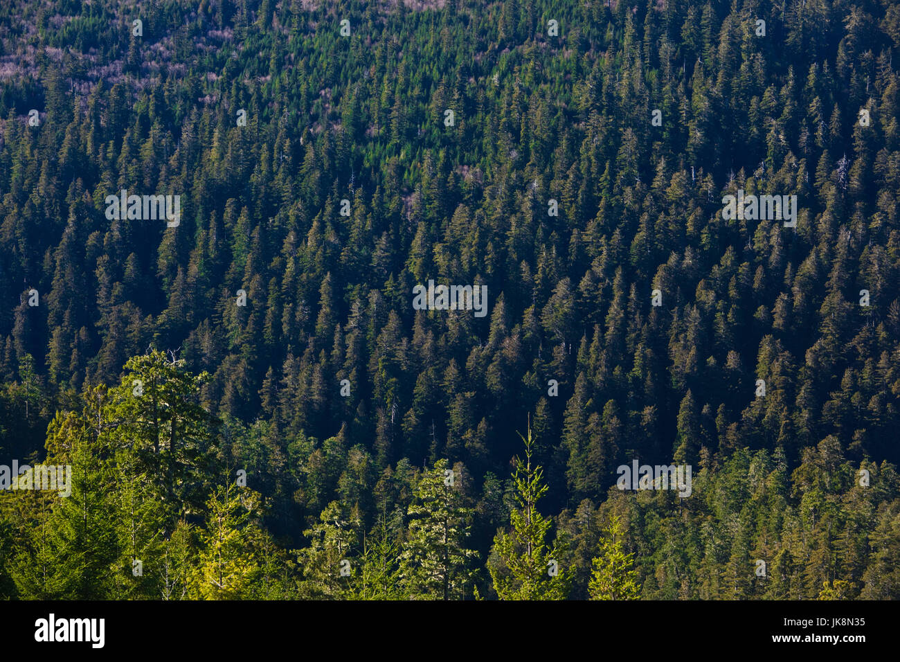 USA, California, Northern California, North Coast, Orick, Redwoods ...
