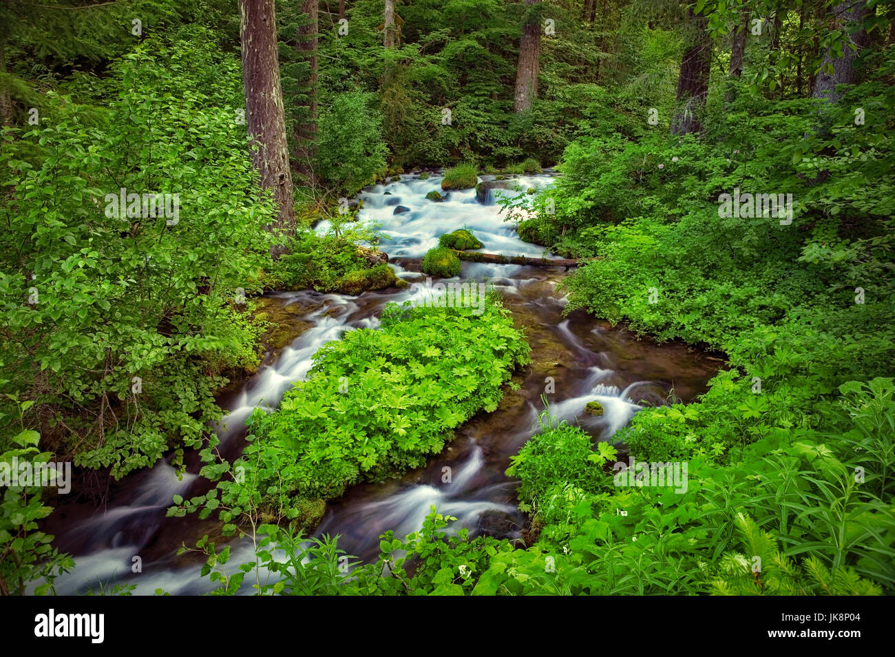 Roaring River in early summer. Oregon Stock Photo - Alamy