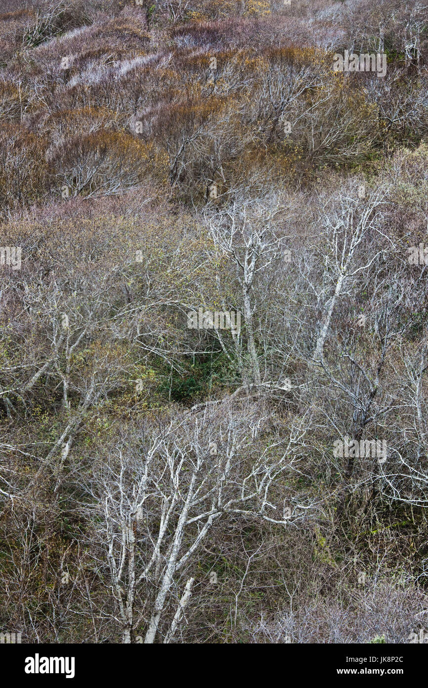 USA, California, Northern California, North Coast, Elk, winter ...