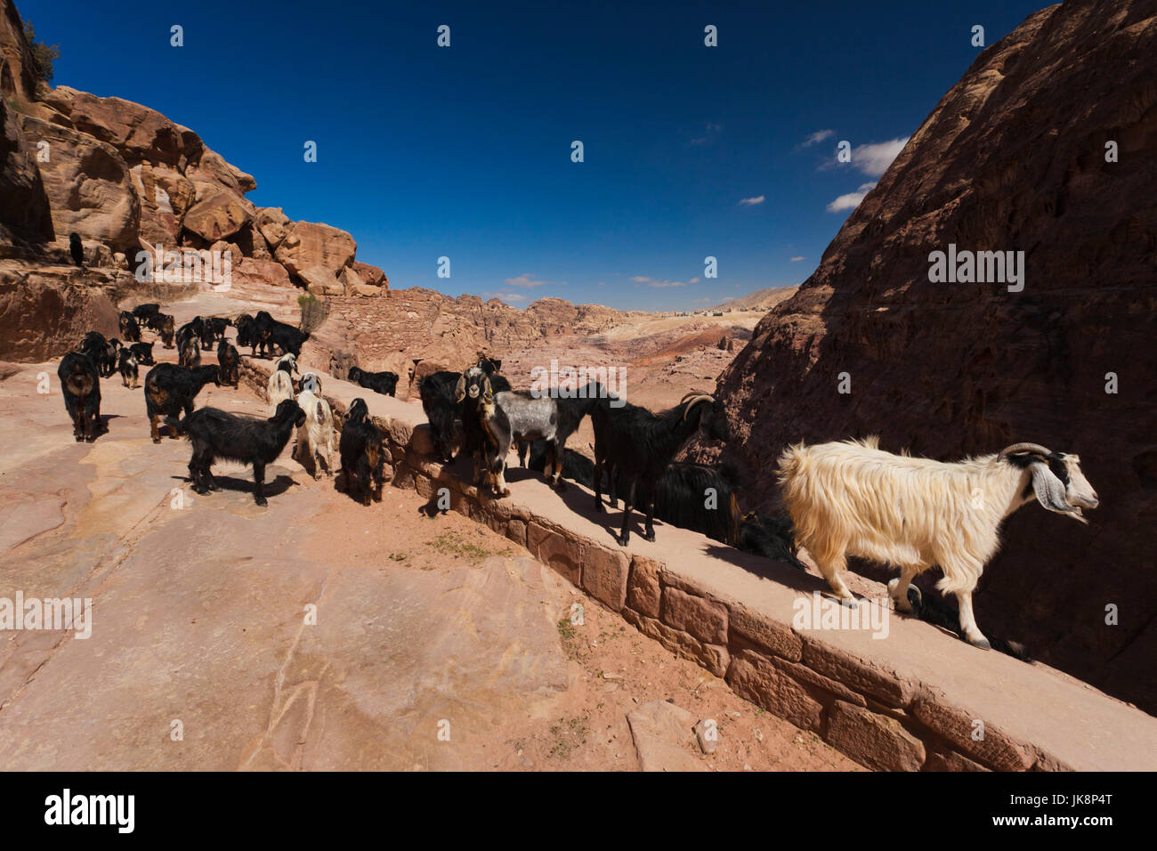 Jordan goat hi-res stock photography and images - Alamy