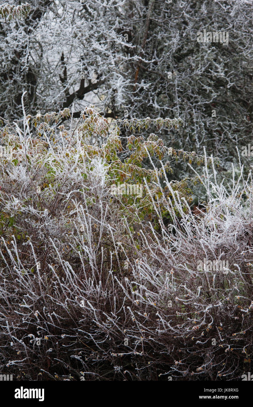 USA, Oregon, Ashland, frost-covered trees, winter Stock Photo - Alamy