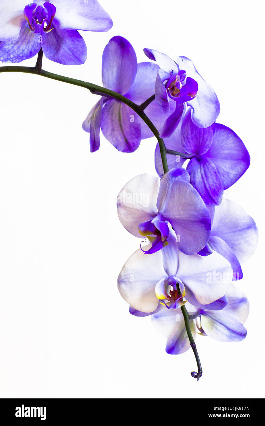 Spray orchids in bloom hi-res stock photography and images - Alamy