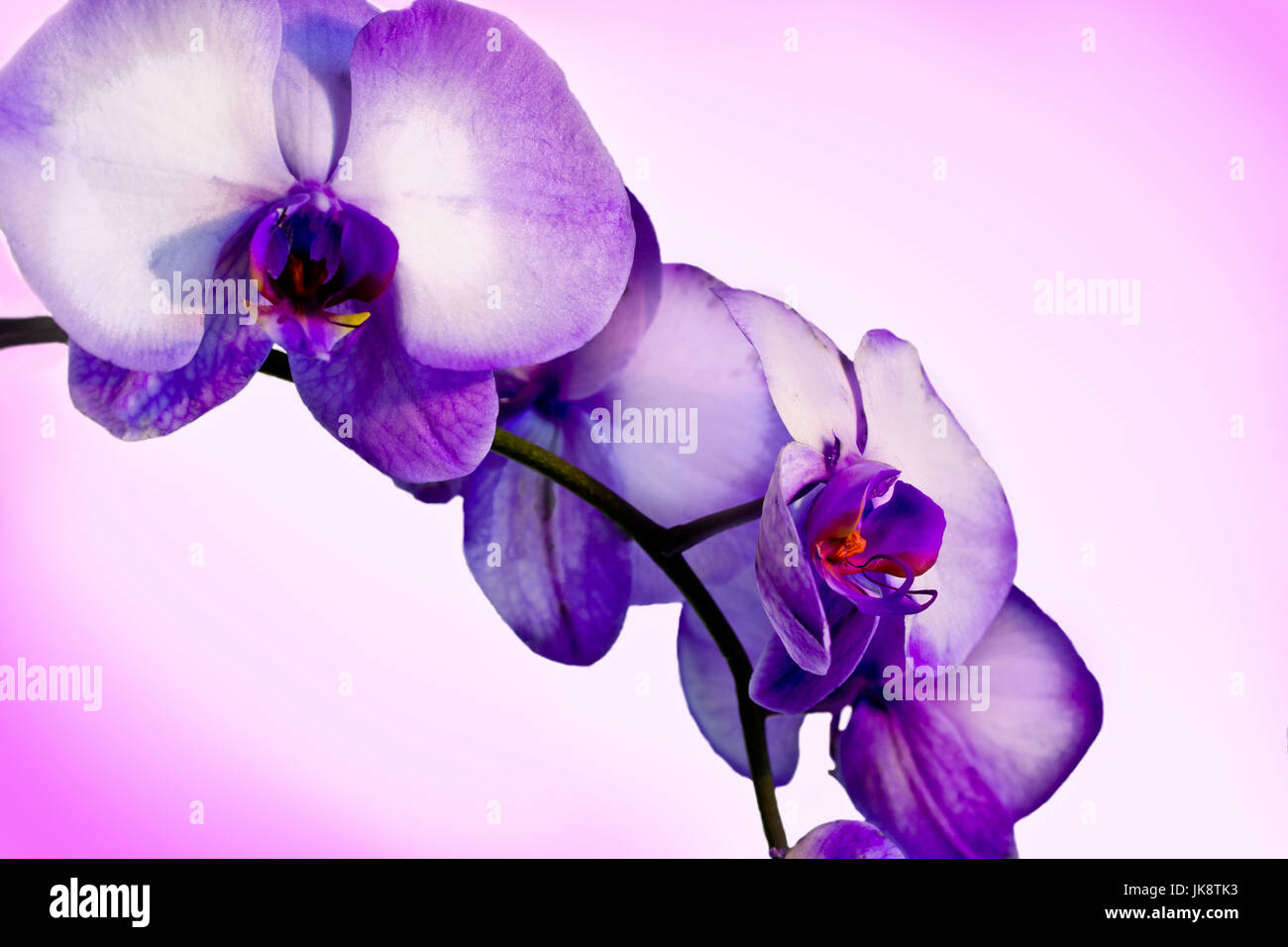 Cascading orchid hi-res stock photography and images - Alamy