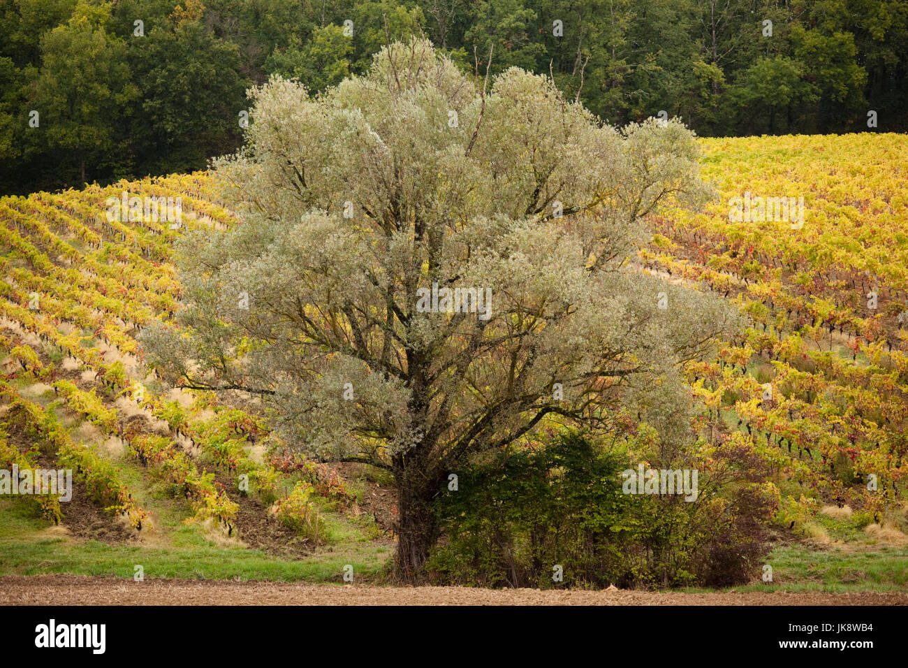 France, Midi-Pyrenees Region, Tarn Department, Gaillac, vineyard in ...