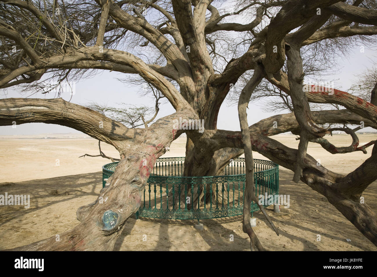 Prosopis Juliflora Wood