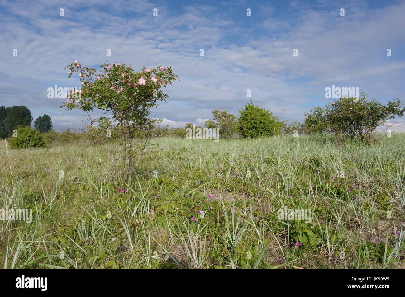 Manija hi-res stock photography and images - Alamy