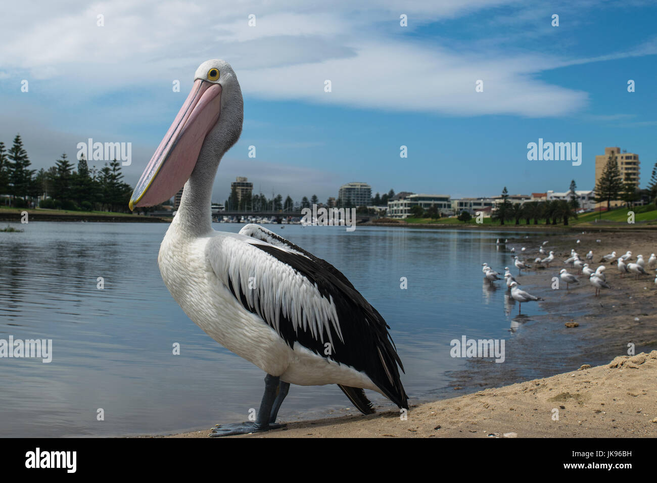 Australia pelican hi-res stock photography and images - Alamy