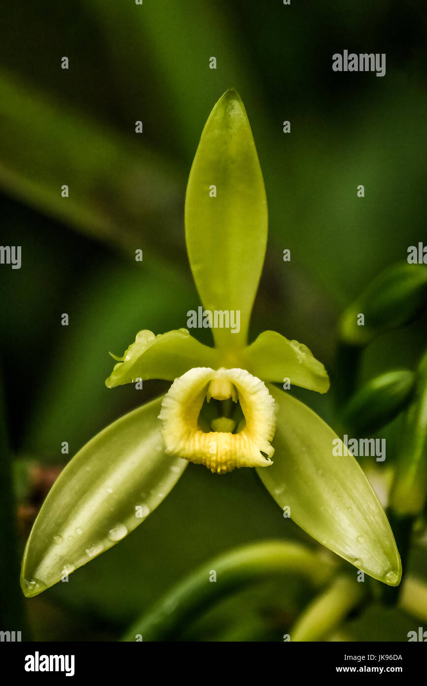 Vanilla planifolia, orchid and flower of Bourbon vanilla of Madagascar ...