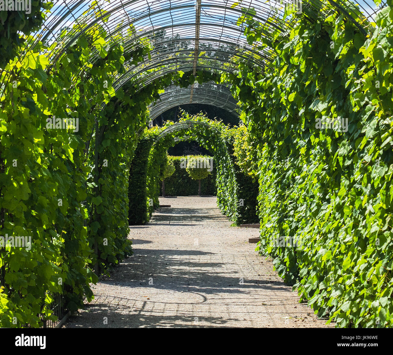 Beautiful alley of bushes Stock Photo - Alamy