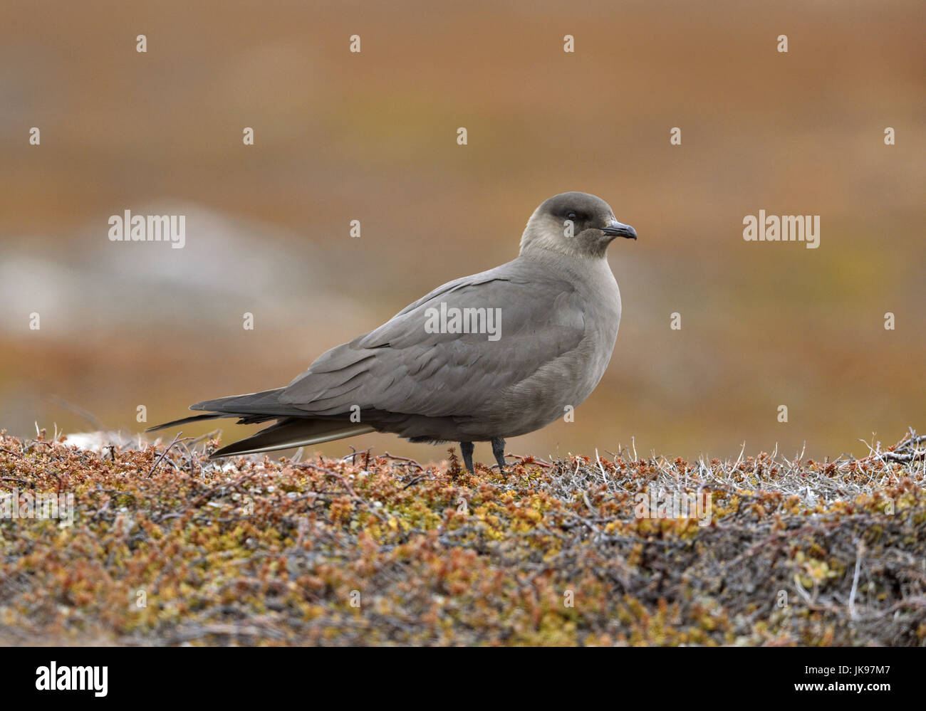 Arctic Skua - Stercorarius parasiticus Stock Photo - Alamy