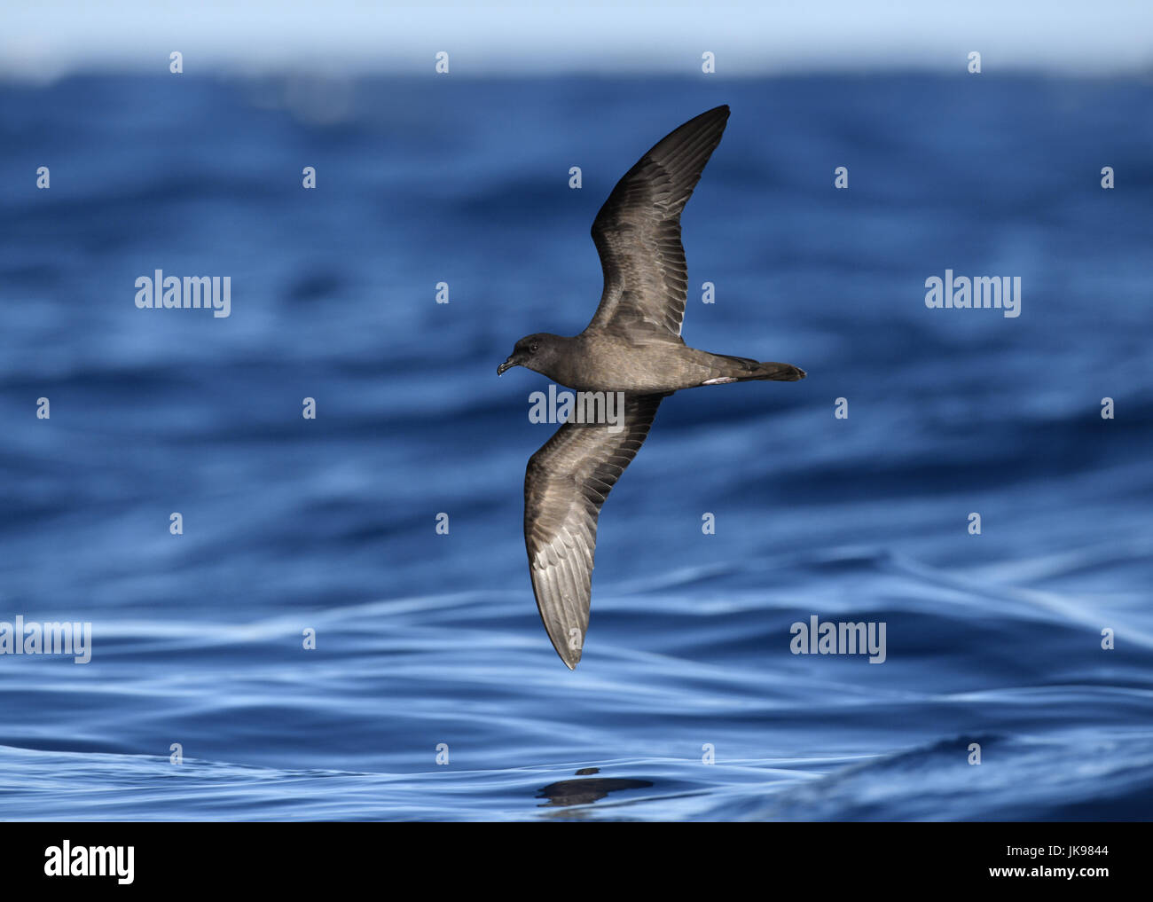 Bulweria bulwerii hi-res stock photography and images - Alamy