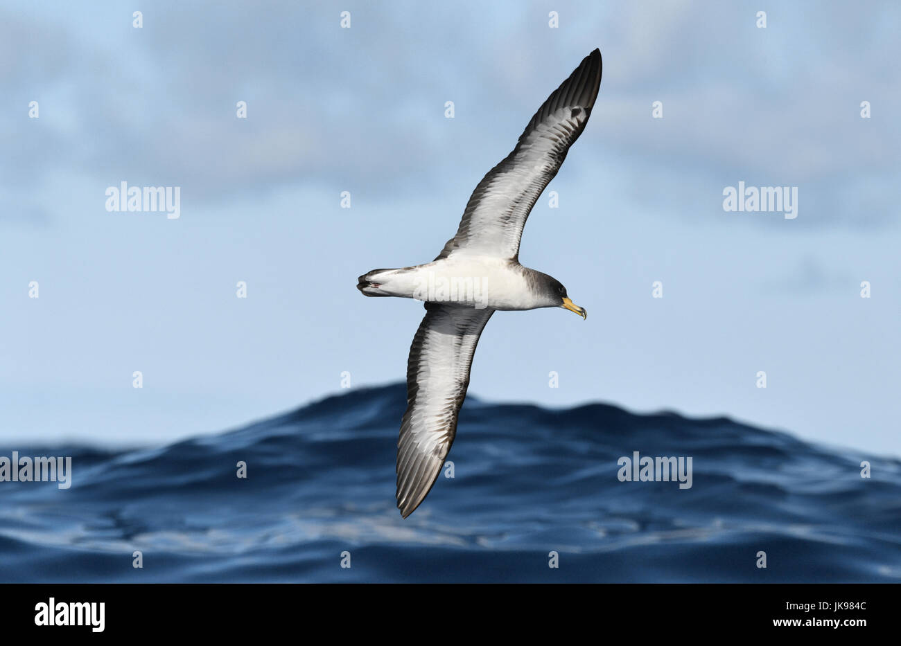 Cory's Shearwater - Calonectris diomedea Stock Photo - Alamy