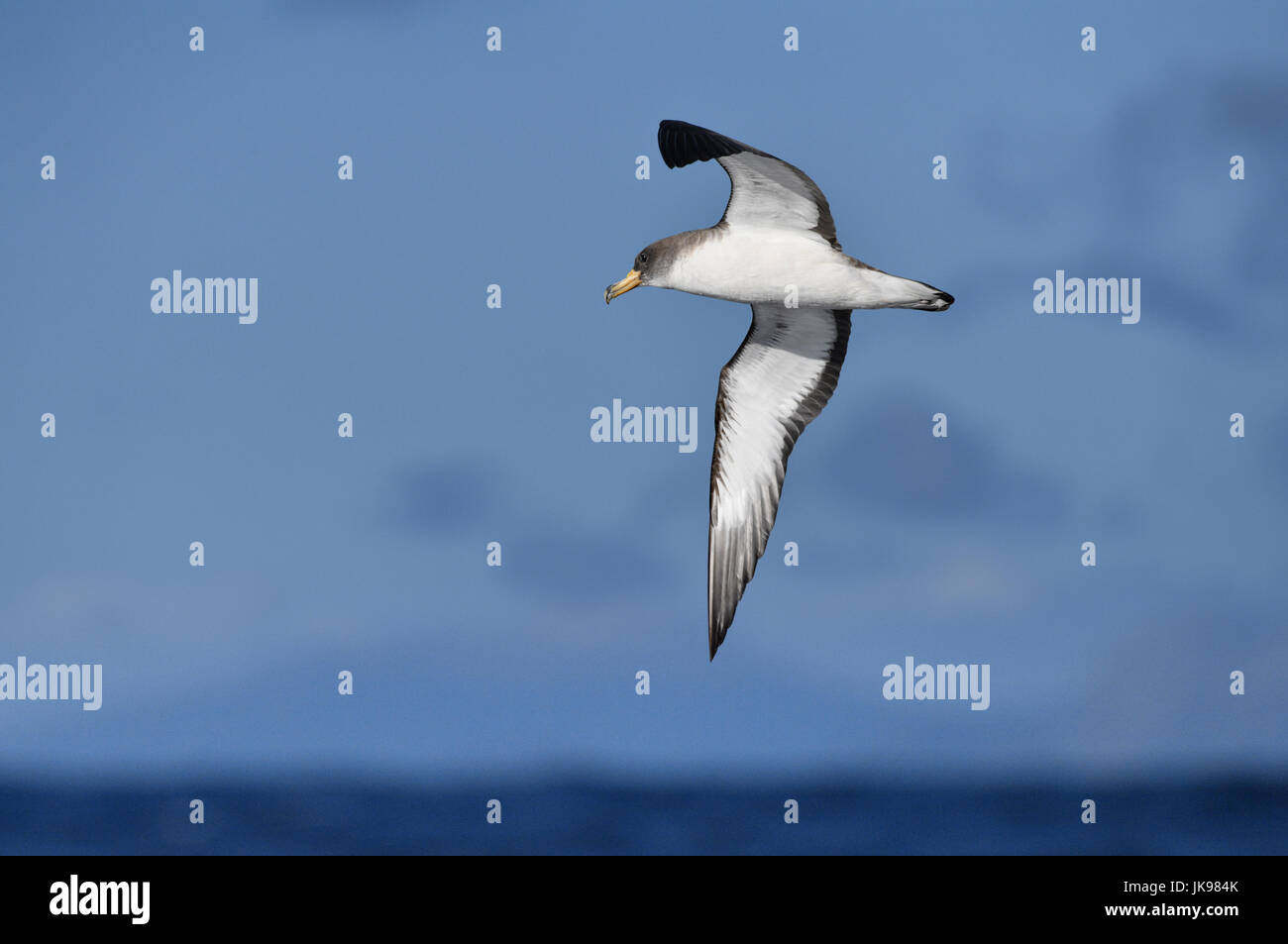 Cory's Shearwater - Calonectris diomedea Stock Photo - Alamy