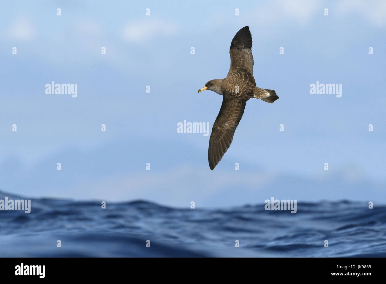 Cory's Shearwater - Calonectris diomedea Stock Photo - Alamy