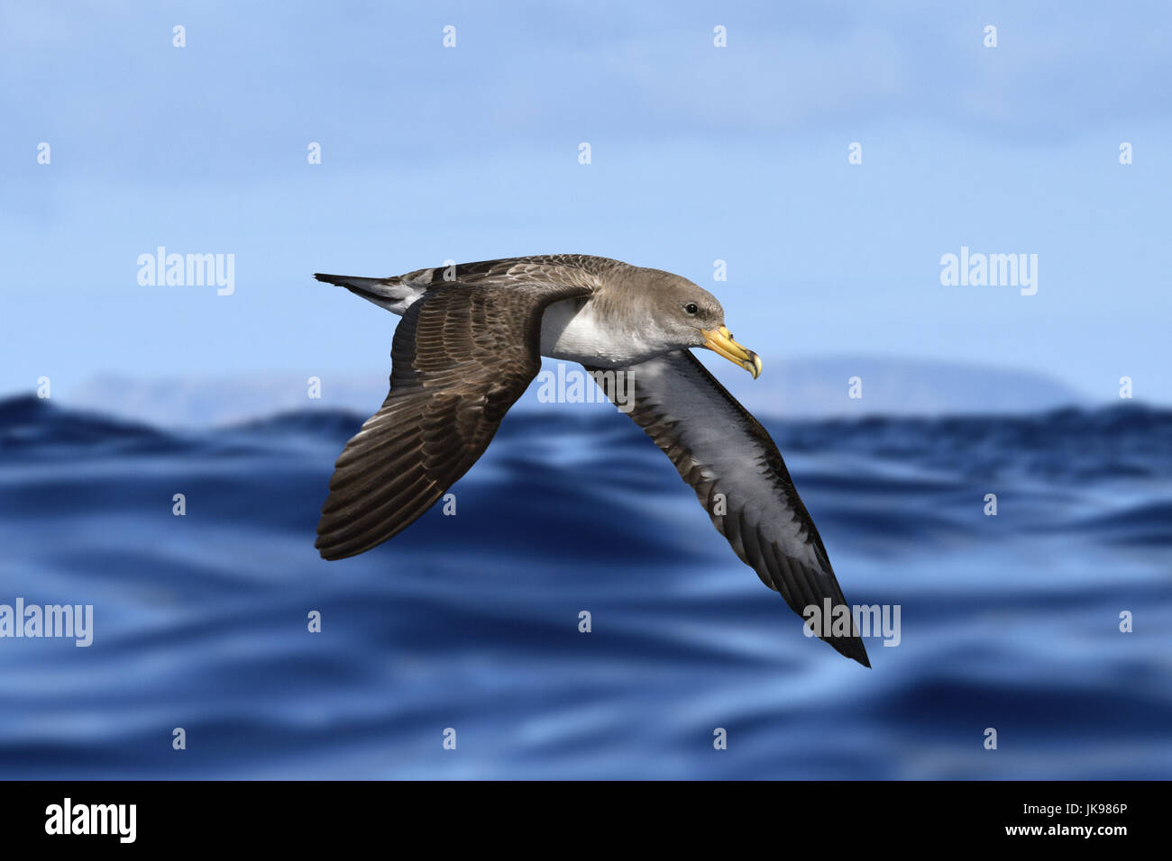Cory's Shearwater - Calonectris diomedea Stock Photo - Alamy