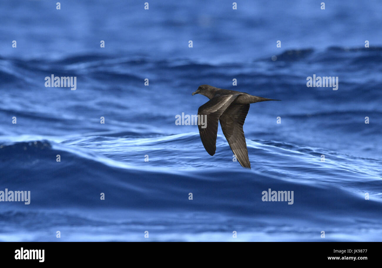 Bulwer's Petrel - Bulweria bulwerii Stock Photo - Alamy
