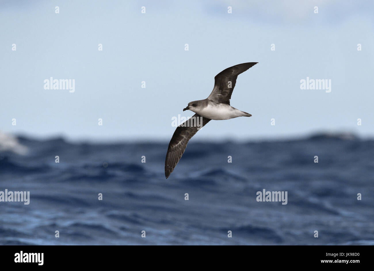 Feas petrel hi-res stock photography and images - Alamy