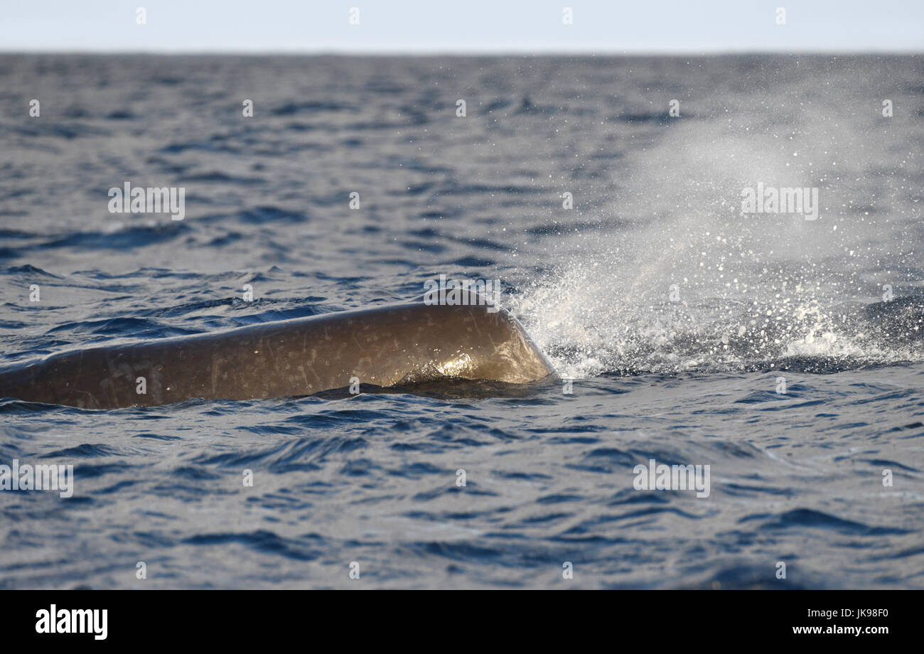 Sperm Whale - Physeter macrocephalus Stock Photo - Alamy