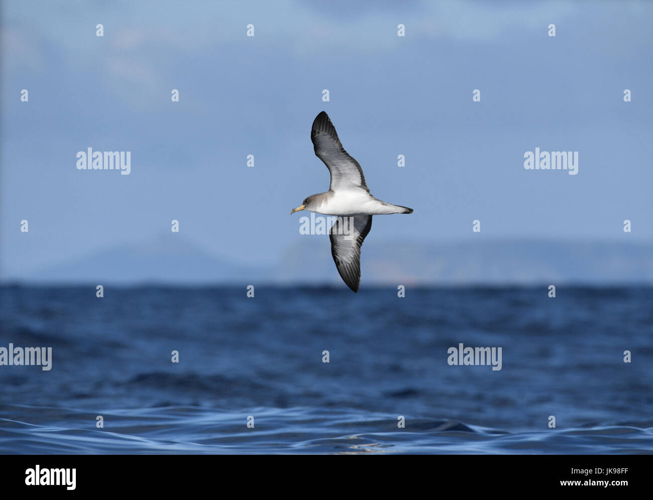 Cory's Shearwater - Calonectris diomedea Stock Photo - Alamy