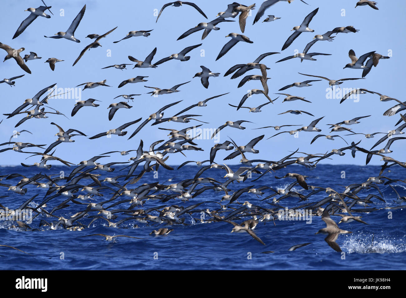 Cory's Shearwater - Calonectris diomedea Stock Photo - Alamy