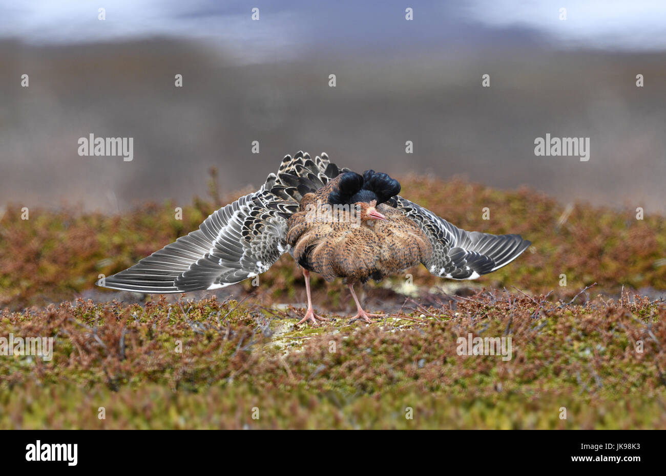 Ruff Bird High Resolution Stock Photography and Images - Alamy