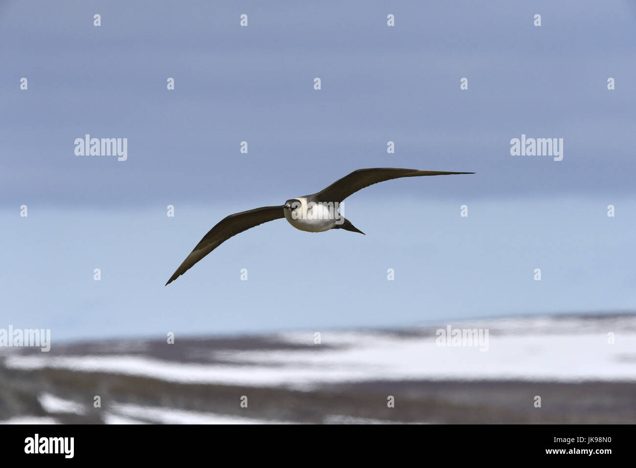 Arctic skuas hi-res stock photography and images - Alamy