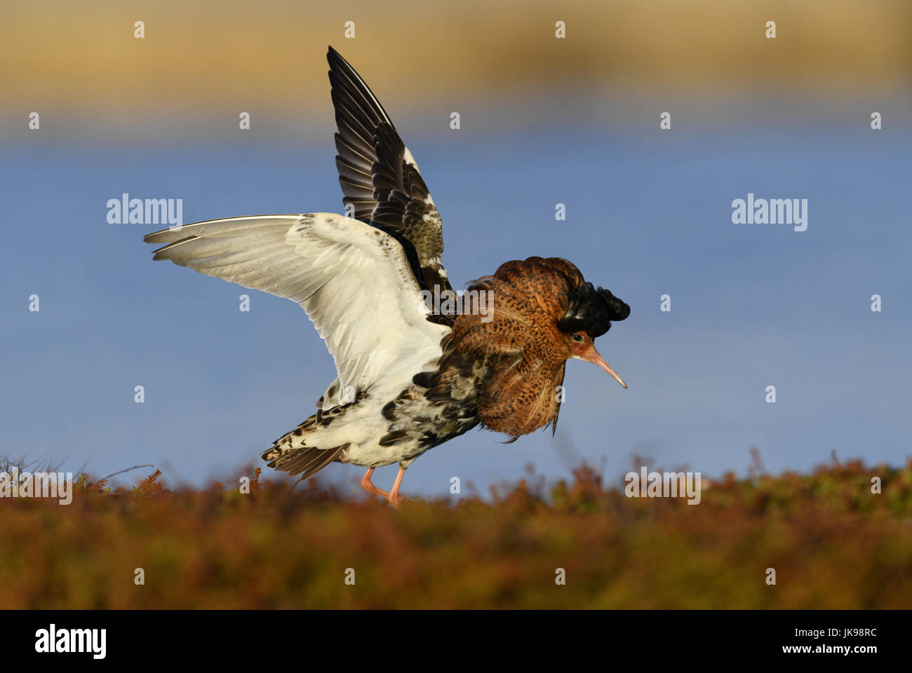 Bird wing display hi-res stock photography and images - Alamy