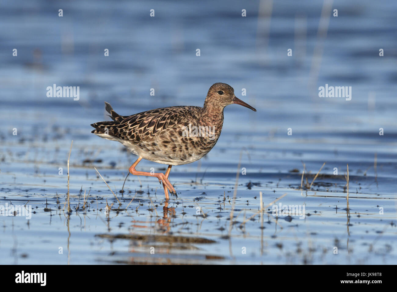 Ruff Bird Female Stock Photos & Ruff Bird Female Stock Images - Alamy