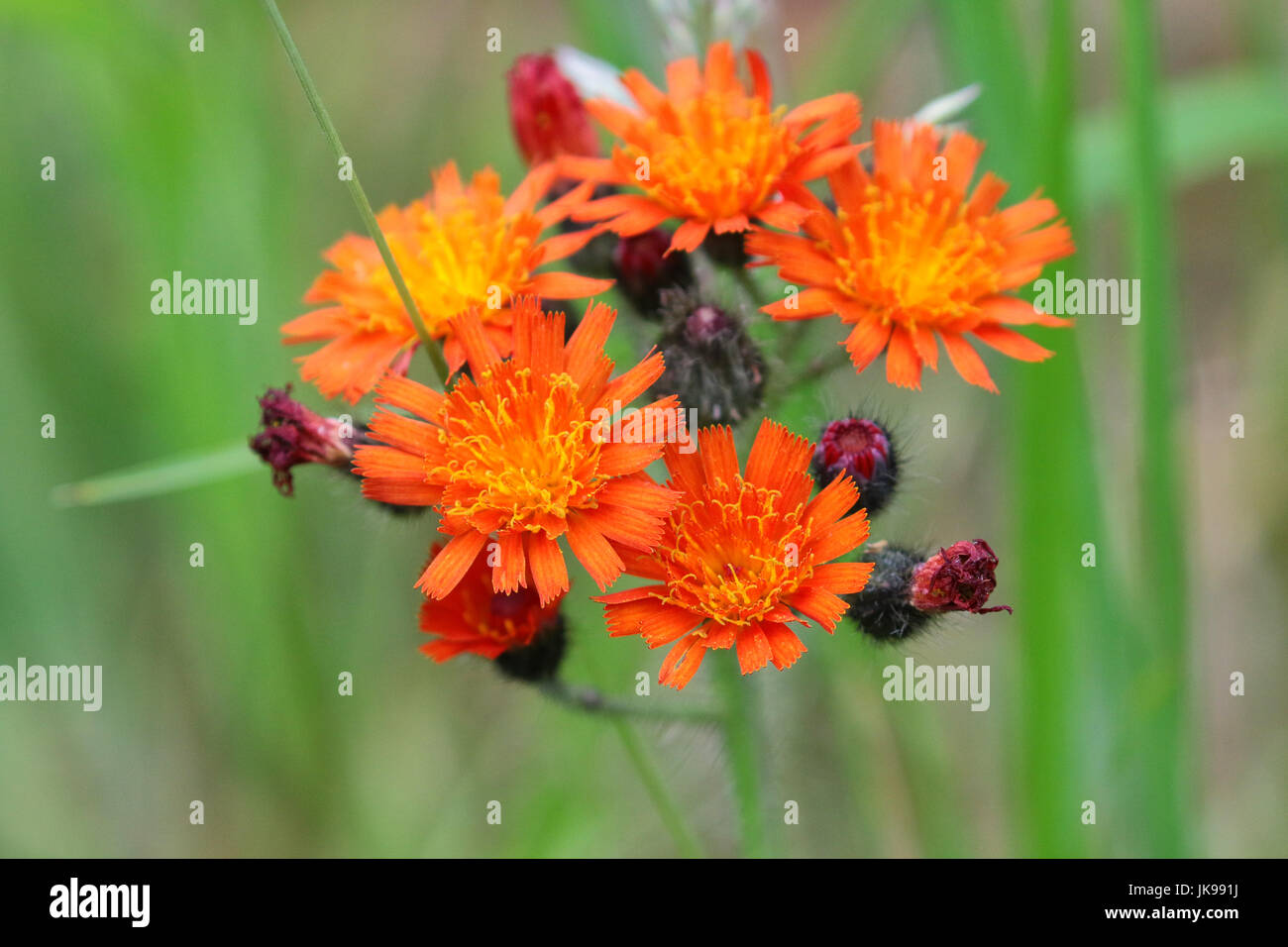 Wild orange flowers Stock Photo - Alamy
