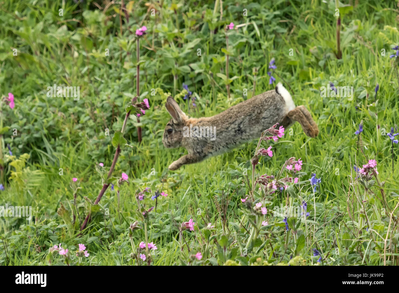 Buck rabbit hi-res stock photography and images - Alamy