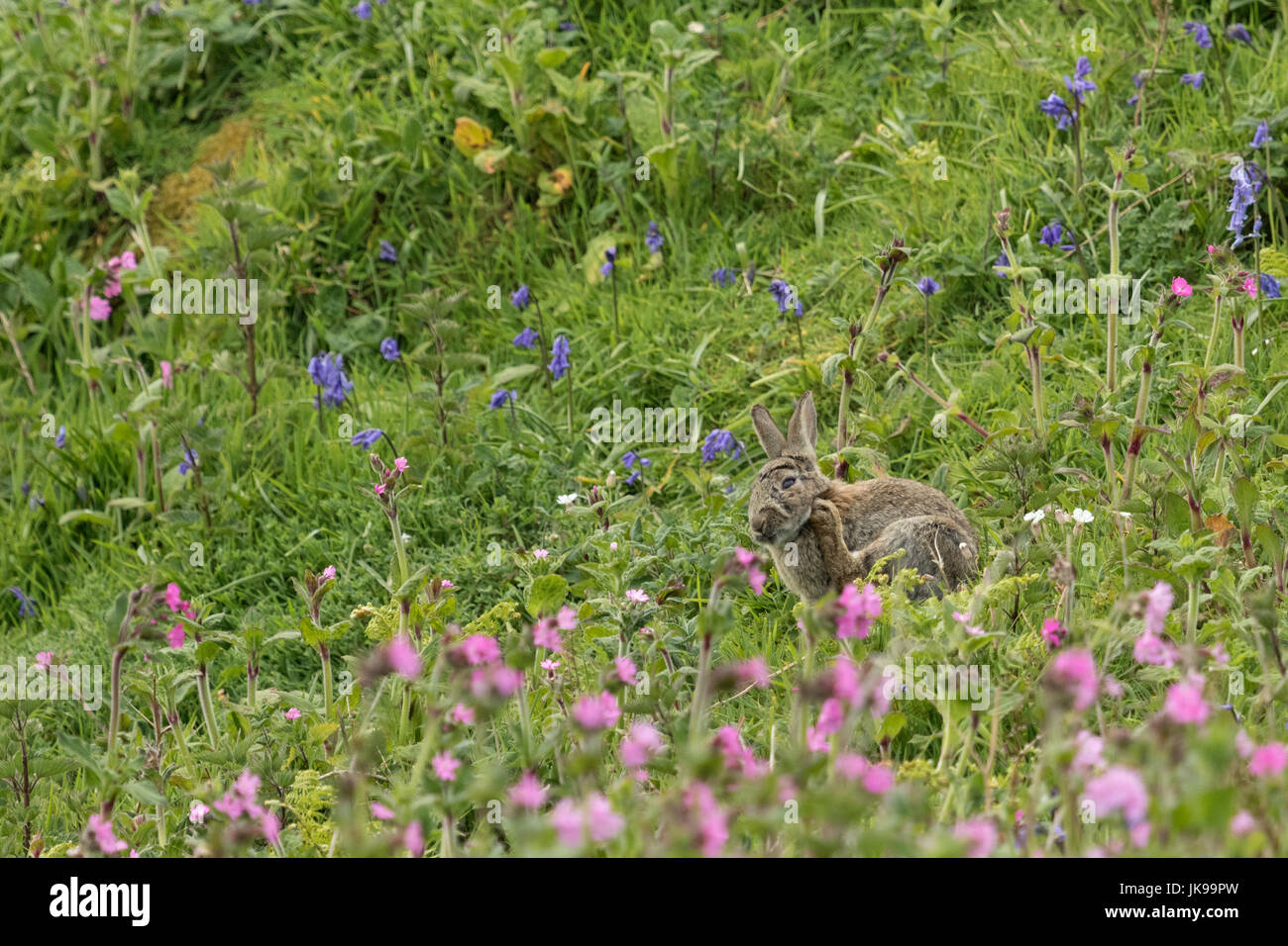 Buck rabbit hi-res stock photography and images - Alamy