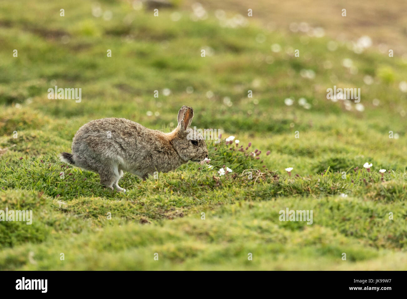 Welsh rabbit hi-res stock photography and images - Alamy