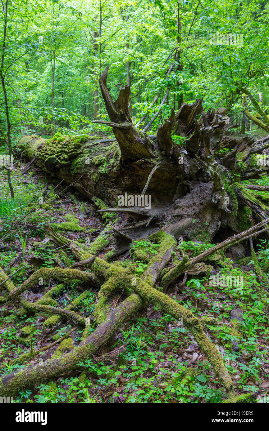 Dead oak lying moss wrapped among deciduous trees in summer,Bialowieza ...