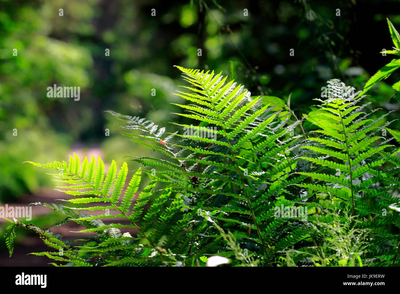 Bunch of ferns brightly lit against dark fuzzy background in summer ...