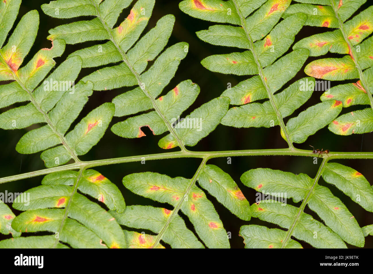 Eagle fern(Pteridium aquilinum) leaf closeup in summer with dark ...