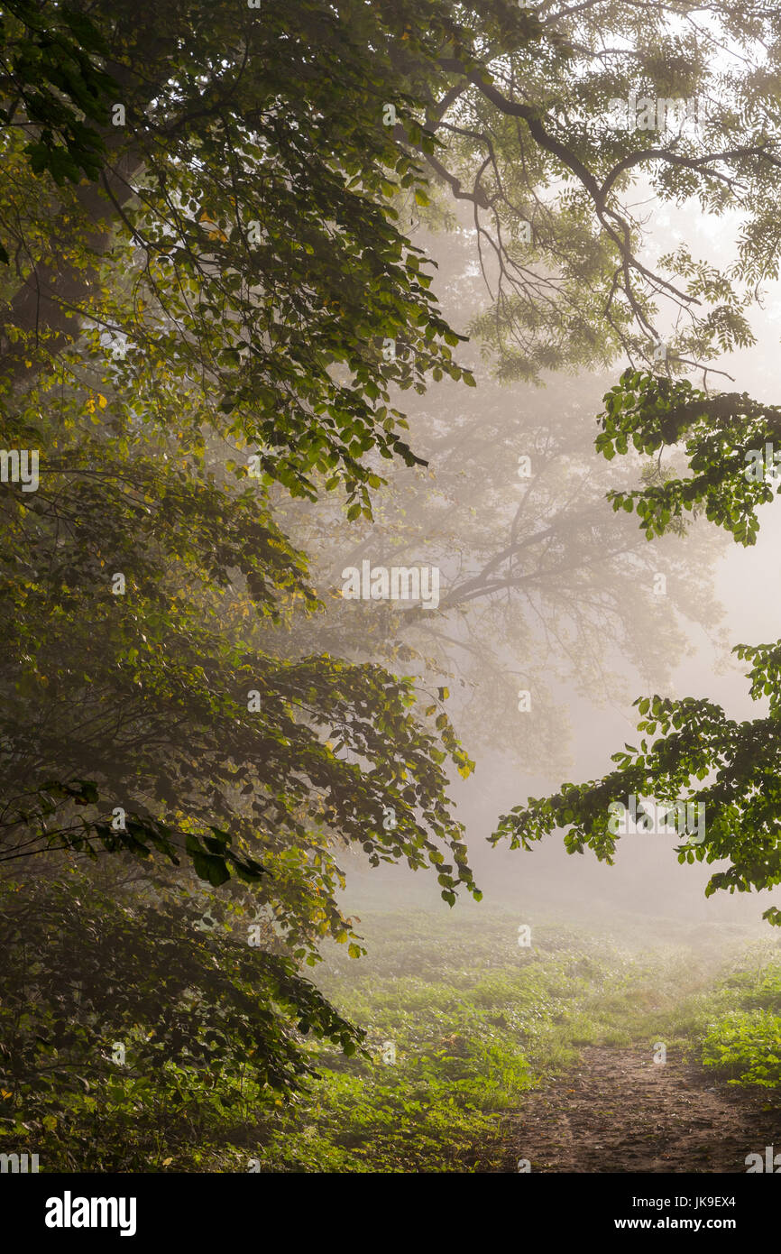Landscape park at misty morning with narrow path in foreground, Palace ...