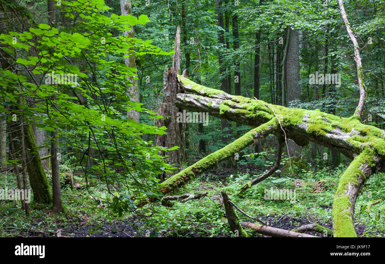 Old broken hornbeam tree moss wrapped lying in front of deciduous stand ...