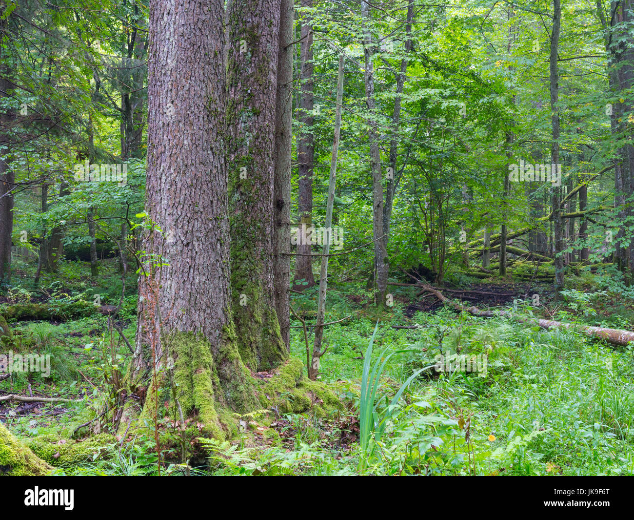 Old alder tree in foregrounf and old natural deciduous stand in ...