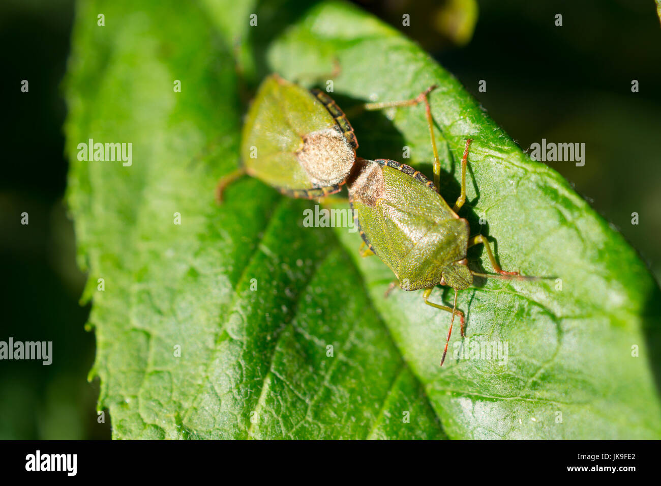 Shield Bugs mating Stock Photo - Alamy
