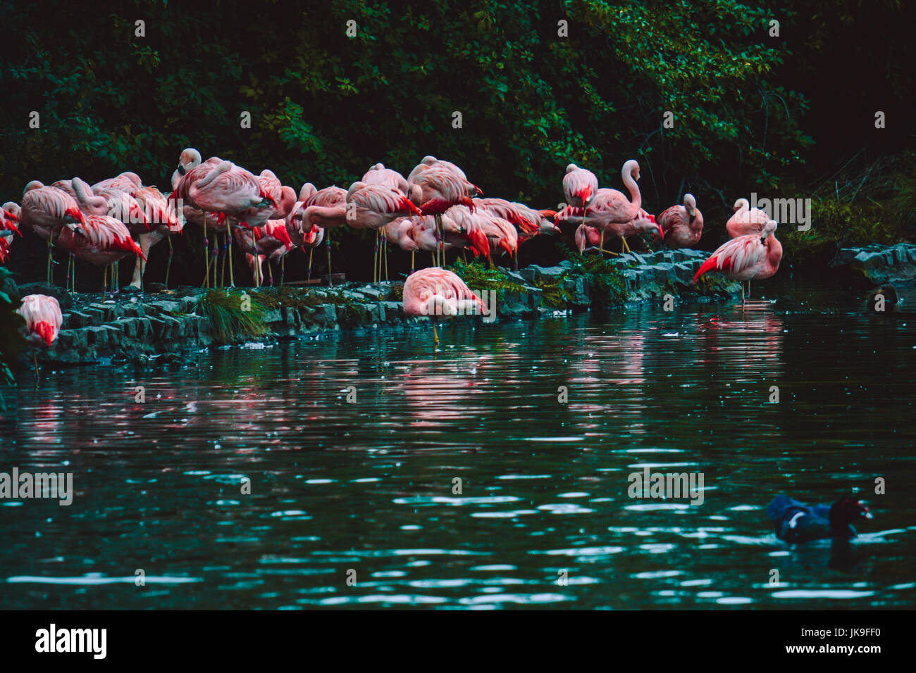 Pinkflamingo hi-res stock photography and images - Alamy