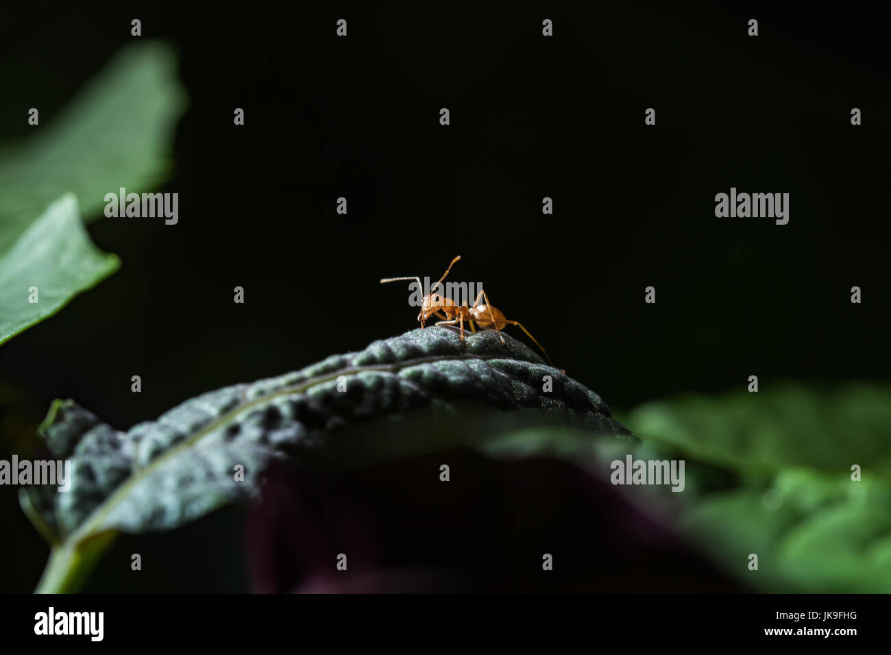 Close up ants head hi-res stock photography and images - Alamy