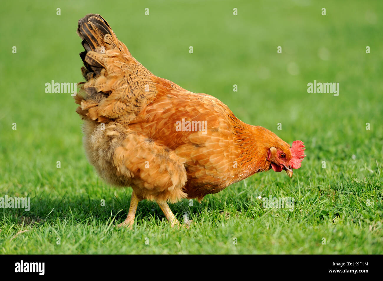 Brown open range chicken in grass covered fiel Stock Photo - Alamy
